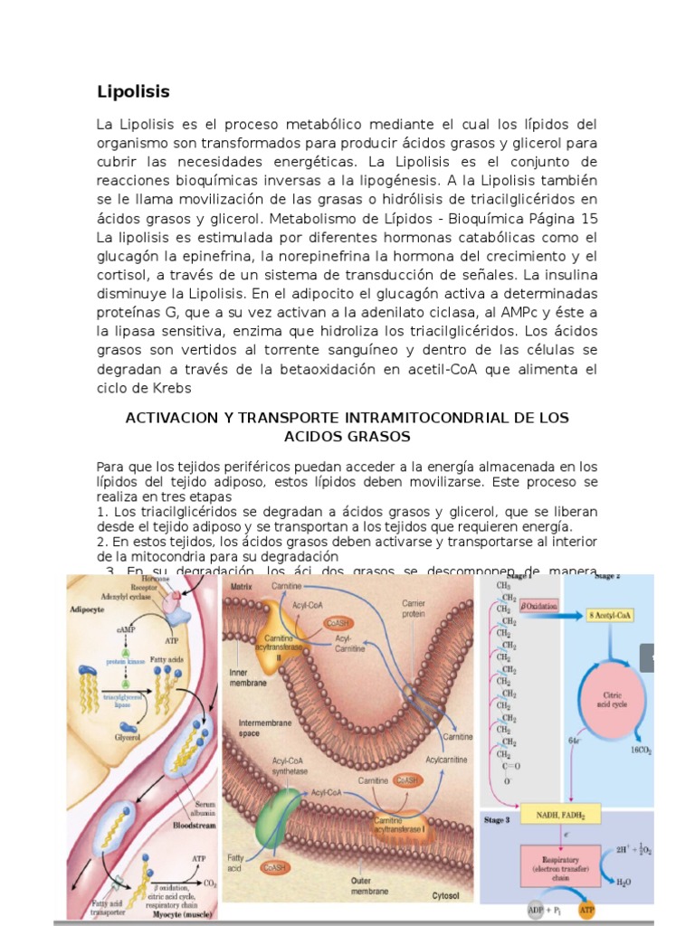 Lipolisis | Biología Celular | Compuestos orgánicos