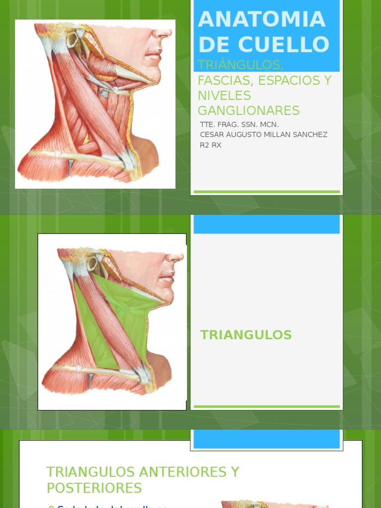 Anatomia de Cuello | PDF | Anatomía humana | Tejido suave
