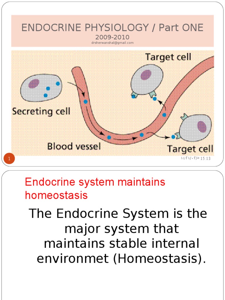 Endocrine Physiology / Part One | PDF | Hormone | Endocrine System