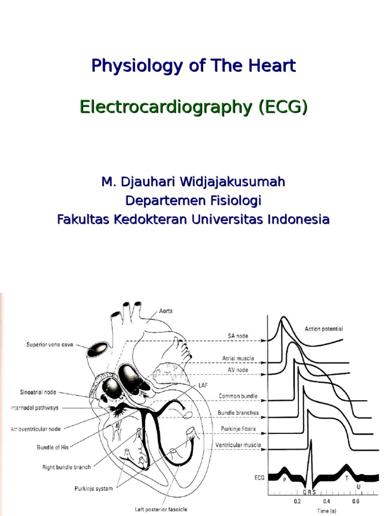 Physiology of The Heart Electrocardiography (ECG) | PDF ...