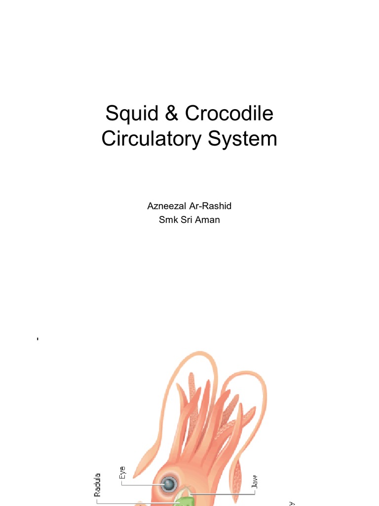 Squid Circulatory System