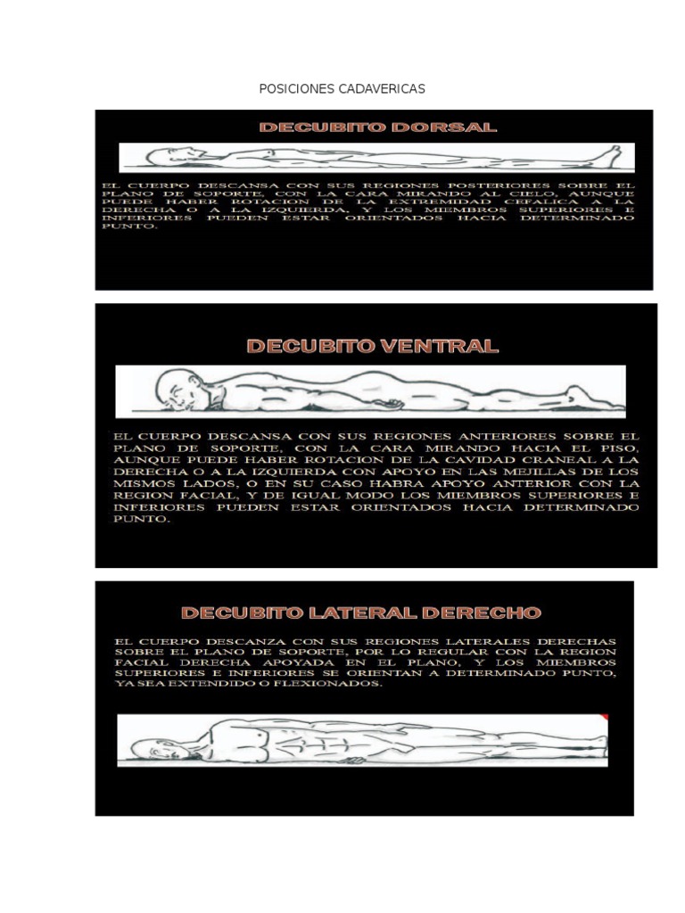 Posiciones y Planos Anatómicos Básicos | PDF | Términos anatómicos de ubicación | Anatomia animal