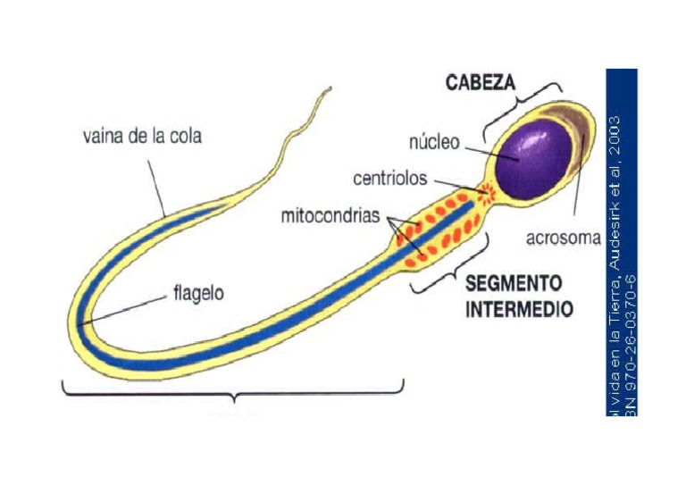 Estructura Del Espermatozoide | PDF