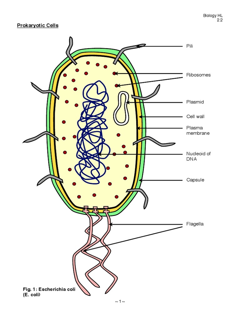 Prokaryotic Cell Structure Overview | PDF | Prokaryote | Cell (Biology)