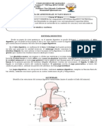 Práctica Disección Pollo | PDF | Páncreas | Sistema digestivo