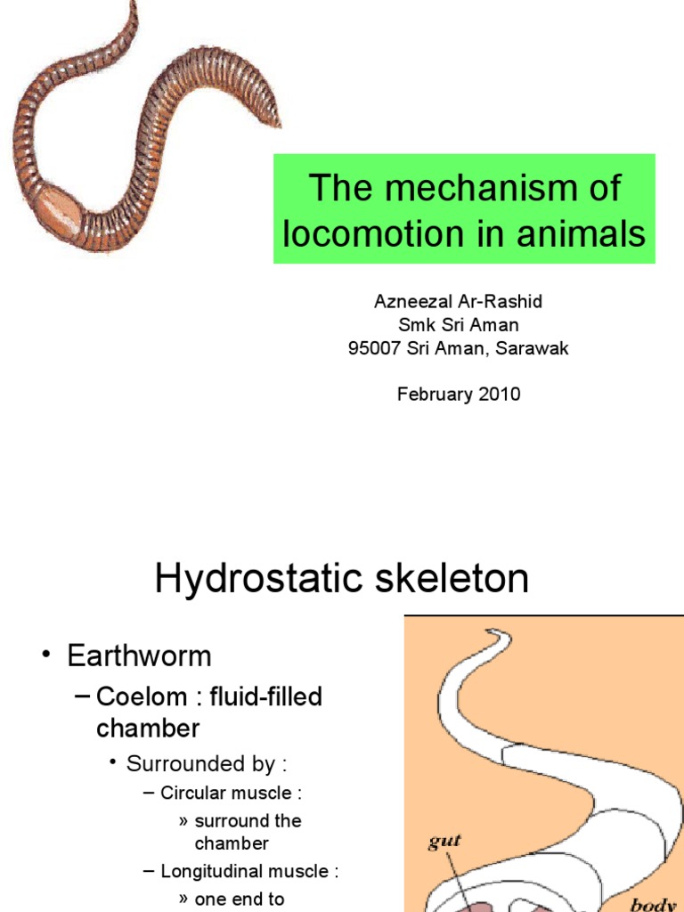 The Mechanism of Locomotion in Animals | PDF