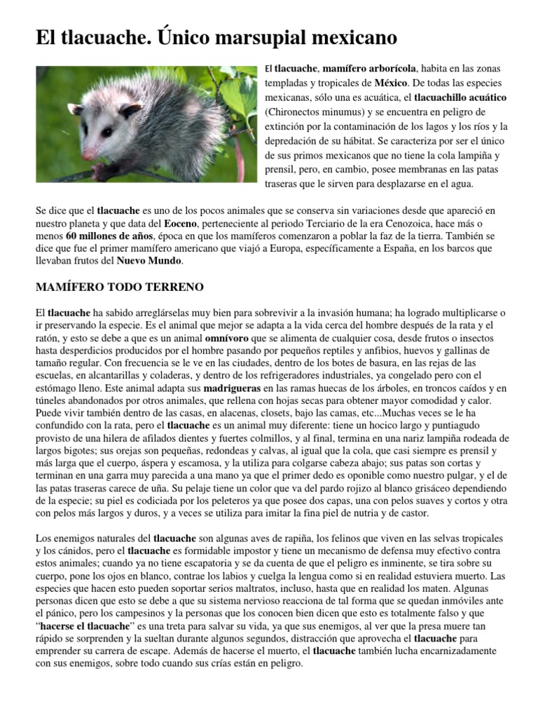 Características del tlacuache mexicano | PDF | Mamíferos | Rata