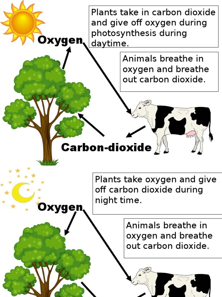 Carbon Dioxide Oxygen Cycle