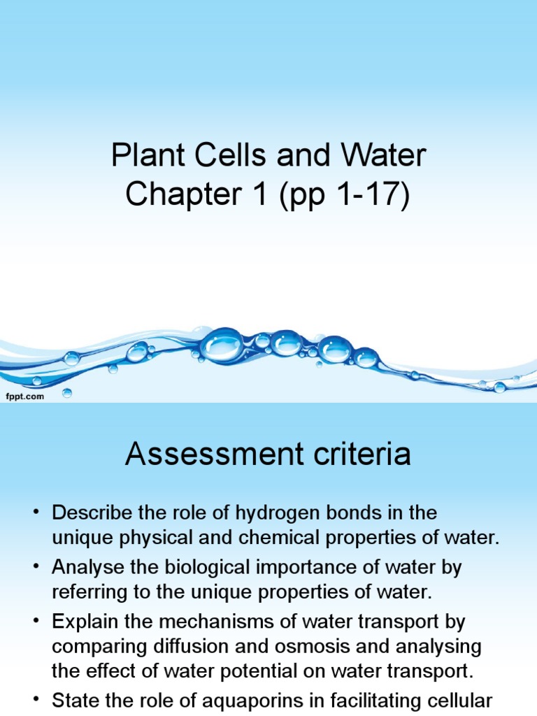 Plant Cells and Water | PDF | Properties Of Water | Osmosis