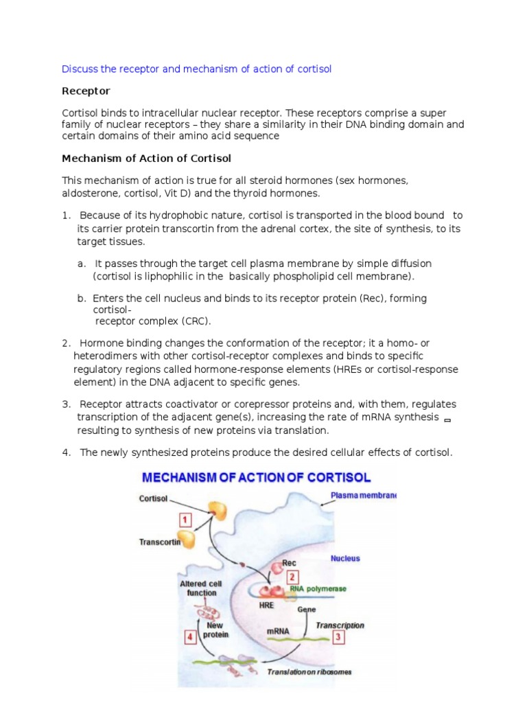 Receptor and Mechanism of Action of Cortisol | PDF