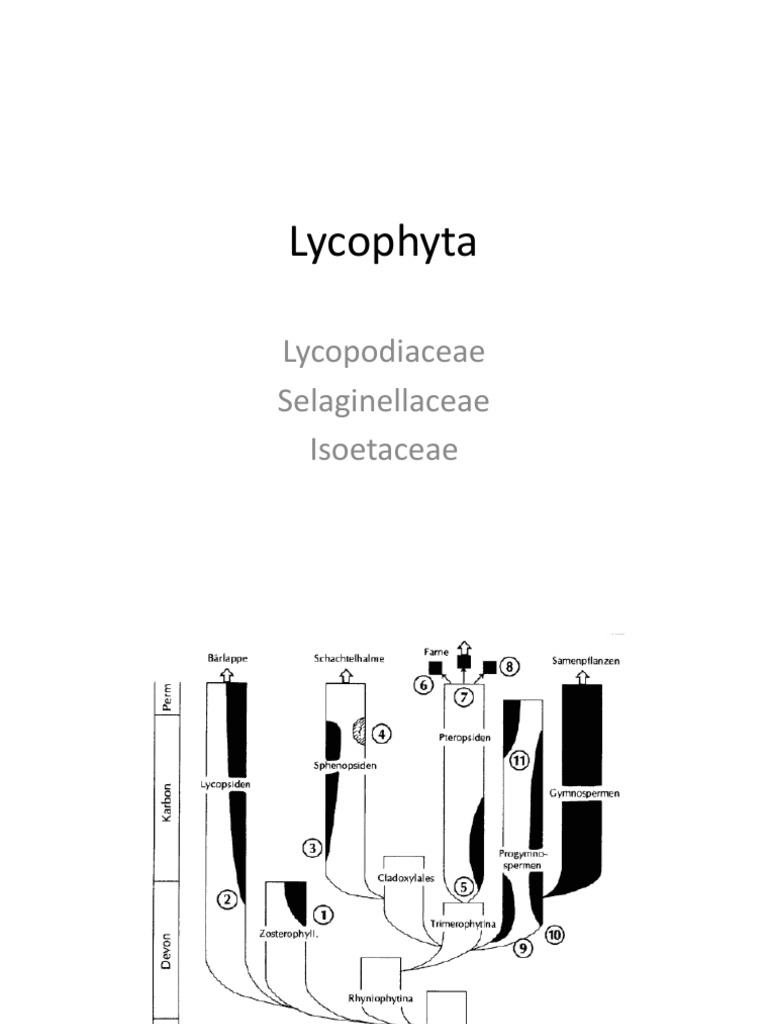 Lycophyta | PDF