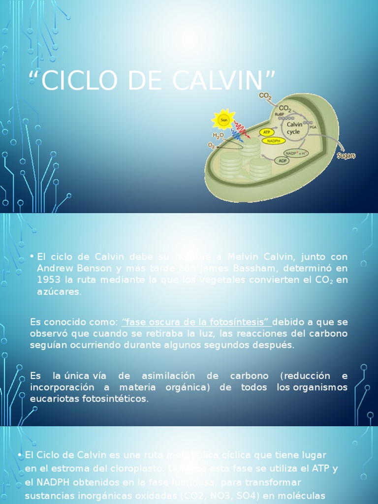 Ciclo de Calvin | PDF | Fotosíntesis | Bioquímica