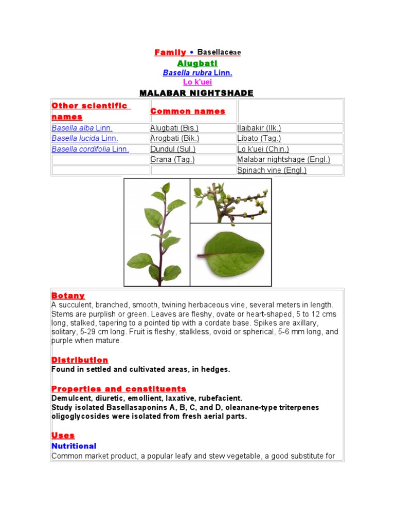 Family - Basellaceae Alugbati Basella Rubra Linn. | PDF | Spinach ...