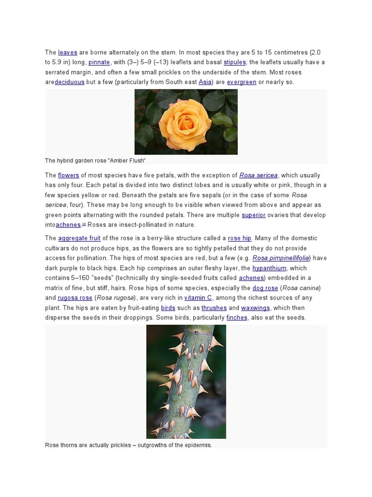 Leaves Pinnate Stipules Deciduous Asia Evergreen: The Hybrid Garden ...