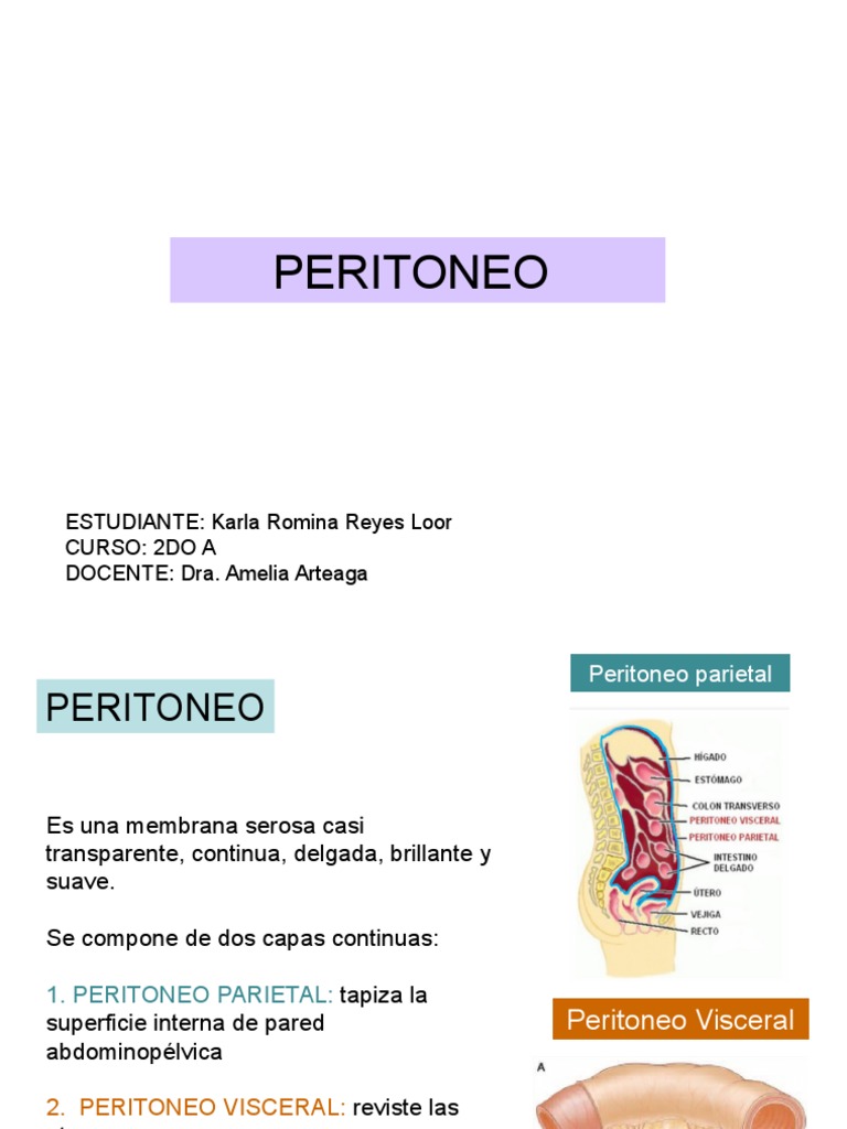 Estructura y Clasificación del Peritoneo | PDF | Peritoneo | Abdomen