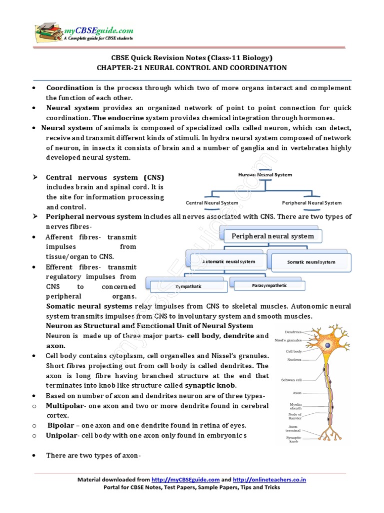 11 Biology Notes ch21 Neural Control and Coordination PDF | Nervous ...