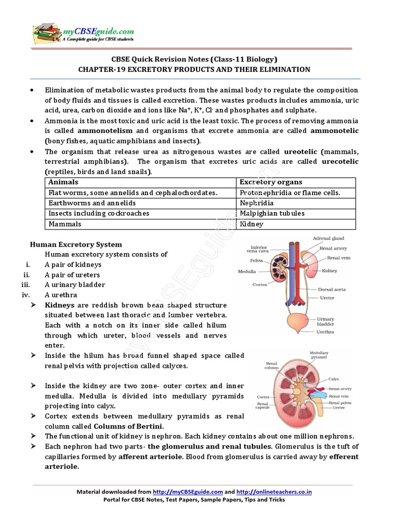 11_biology_notes_ch19_excretory_products_and_their_elimination.pdf ...