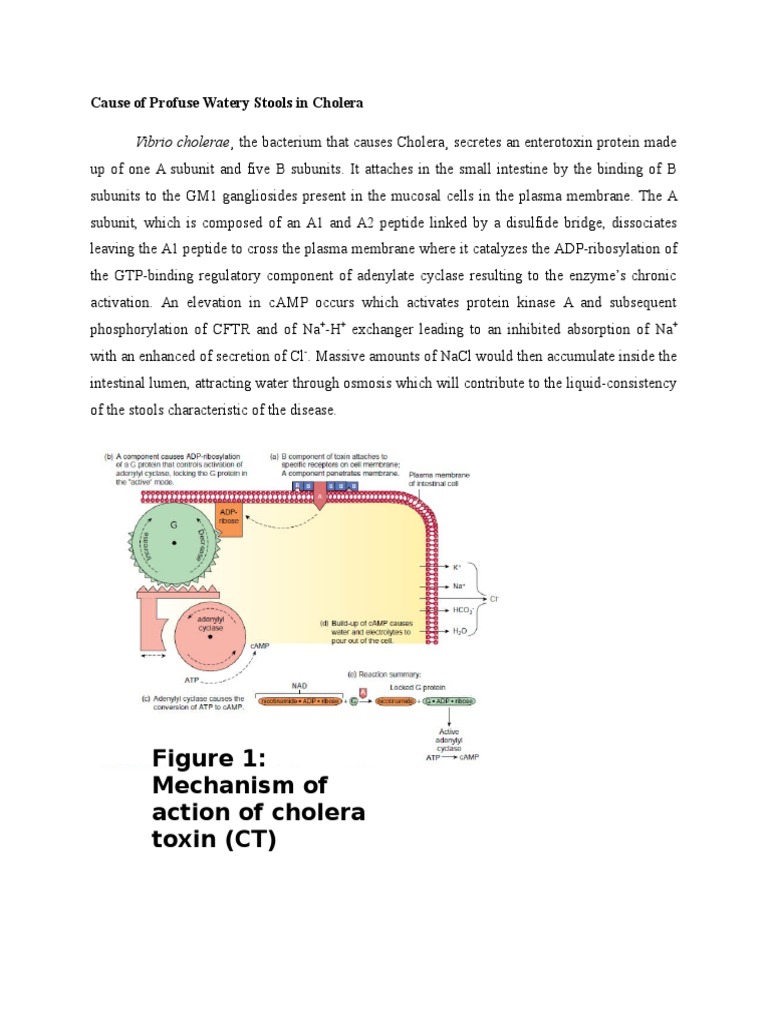 Cholera Toxin Mechanism Explained | PDF | Wellness
