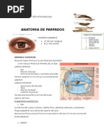 Anatomía del Músculo Elevador del Párpado | PDF