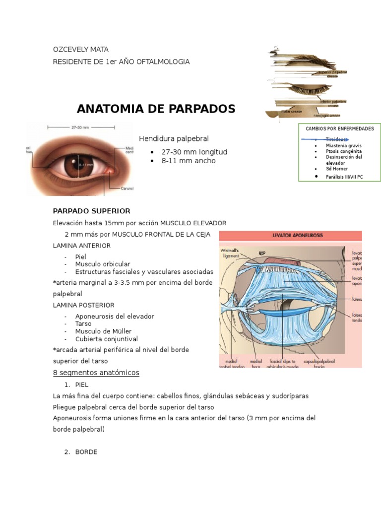 Anatomia de Parpados