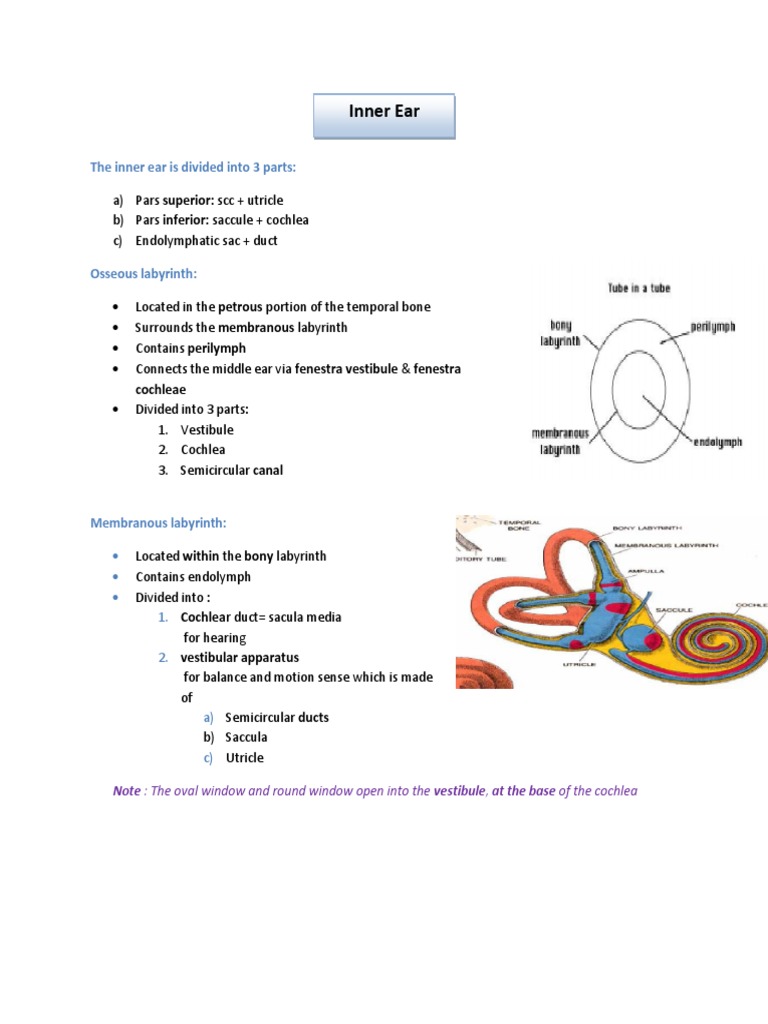 Ent MCQ | PDF | Auditory System | Vestibular System
