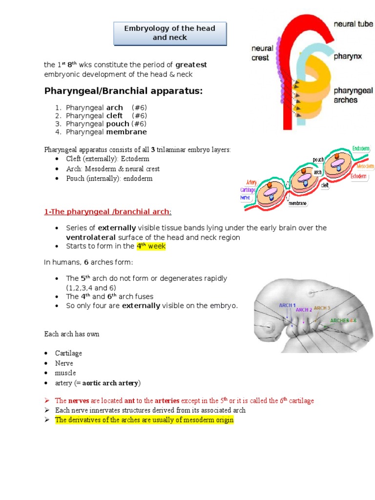 Embryology of Head and Neck Structures | PDF | Aorta | Larynx