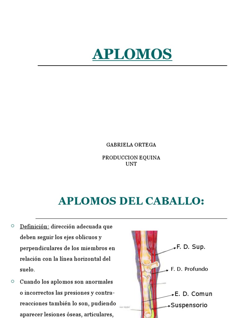 APLOMOS | Rodilla | Caballos