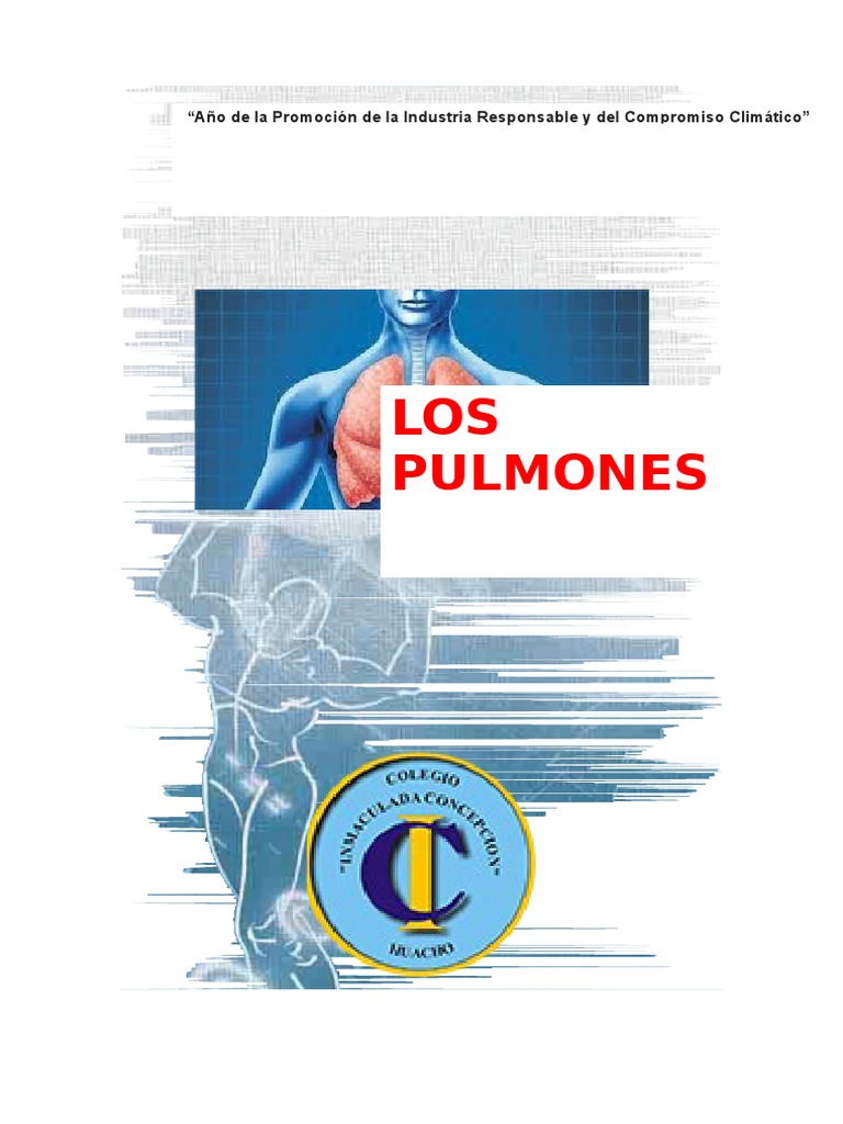 Los Pulmones | PDF | Pulmón | Sistema respiratorio