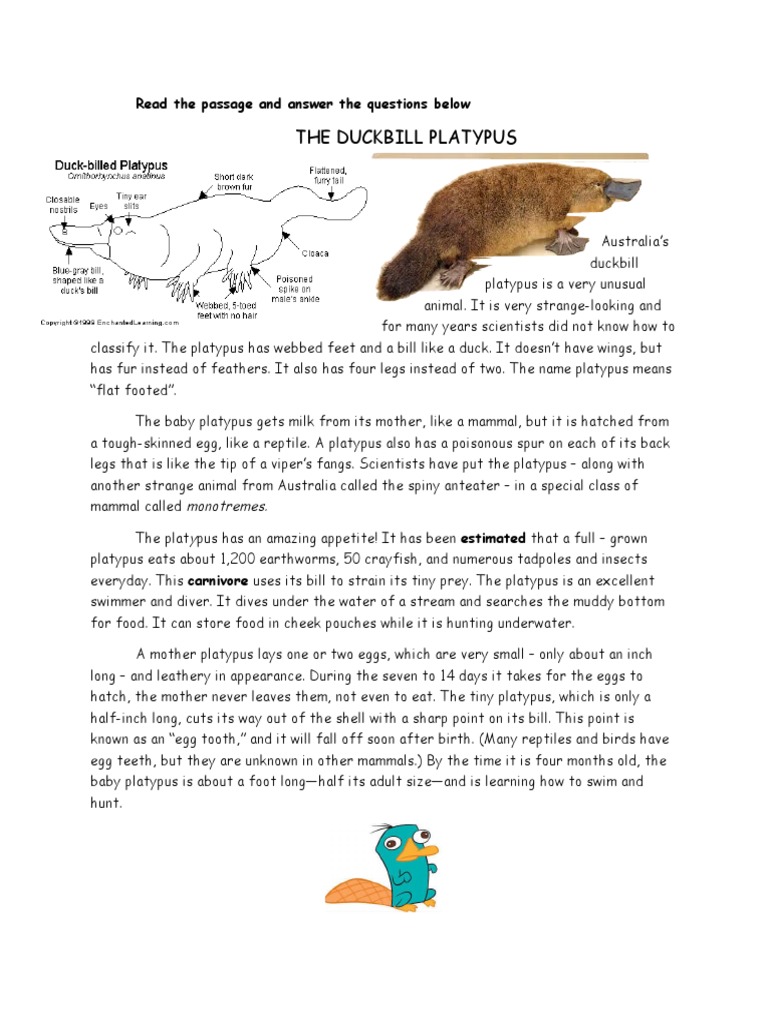 English Yr 4 Comprehension The Duckbill Platypus | PDF | Egg | Tooth