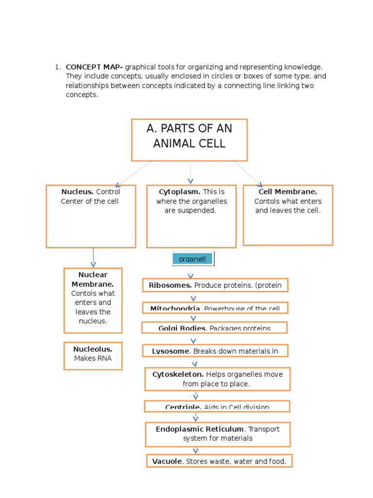 Concept Map For Animal Cell | PDF | Tissue (Biology) | Cell (Biology)