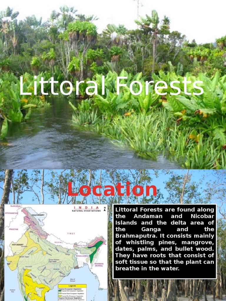 Mountainous and Littoral Forests | Mangrove | Biogeography