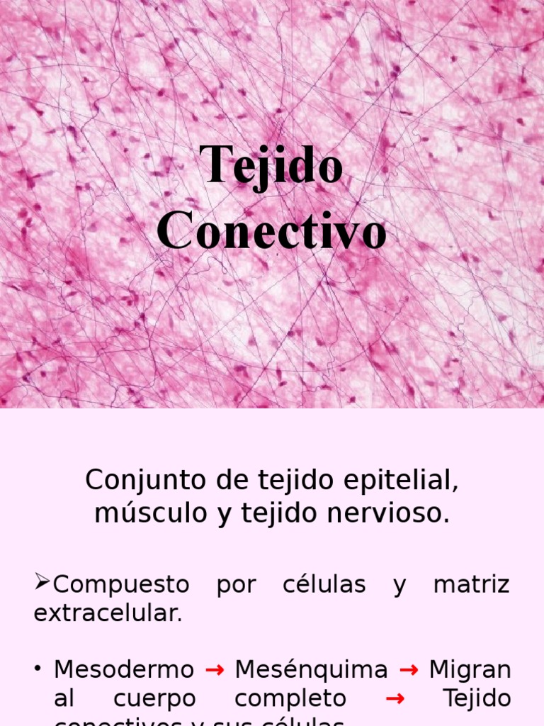 Tejido Conectivo | Tejido conectivo | Fibroblastos