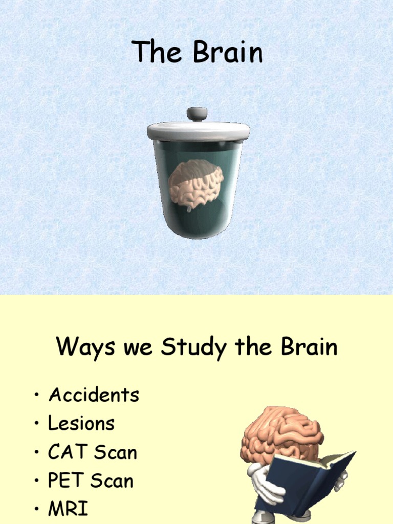 Brain | PDF | Lateralization Of Brain Function | Cerebral Cortex