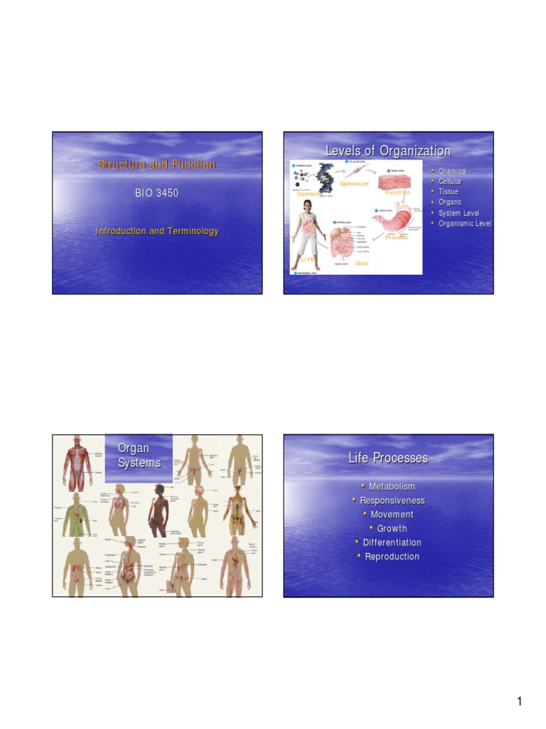 1 - Intro and Terminology Anatomy | PDF | Anatomical Terms Of Location ...