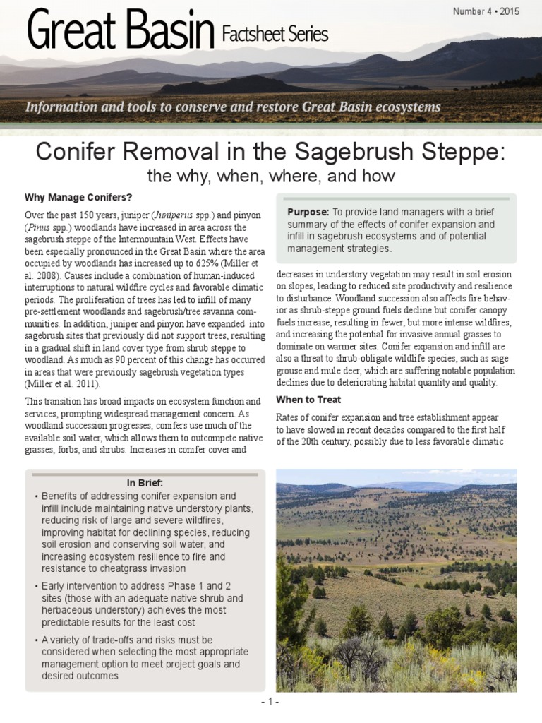 2015-06 GBFS4 ConiferManagement | PDF | Perennial Plant | Invasive Species