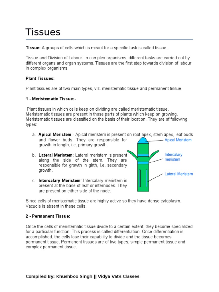 Tissues Class 9 | PDF | Tissue (Biology) | Epithelium