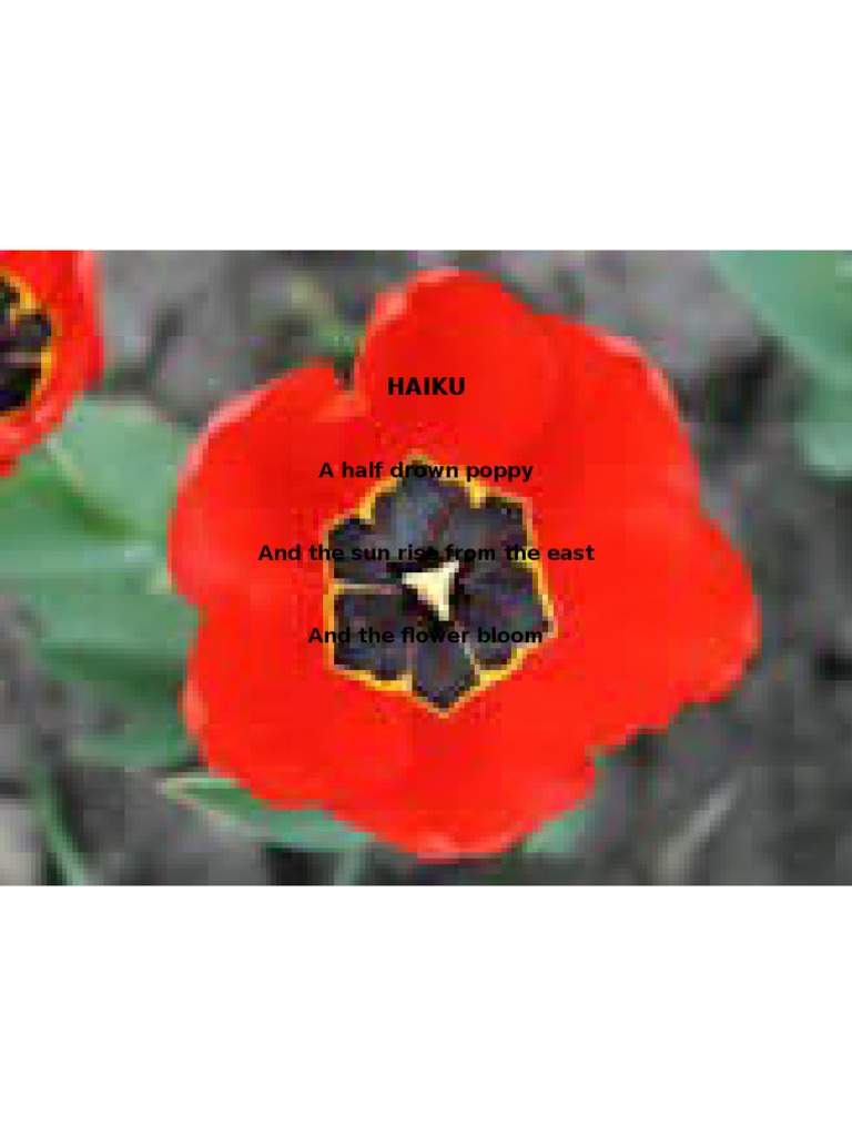 Poppy Blooms: A Haiku Reflection | PDF