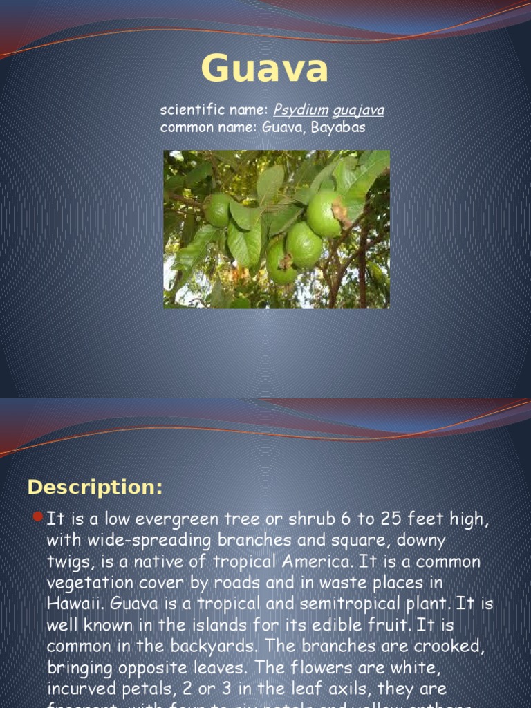 Guava: Scientific Name: Common Name: Guava, Bayabas | PDF | Dietary ...