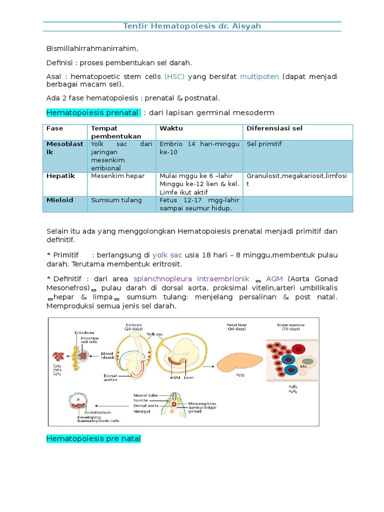 Tentir Hematopoiesis | PDF