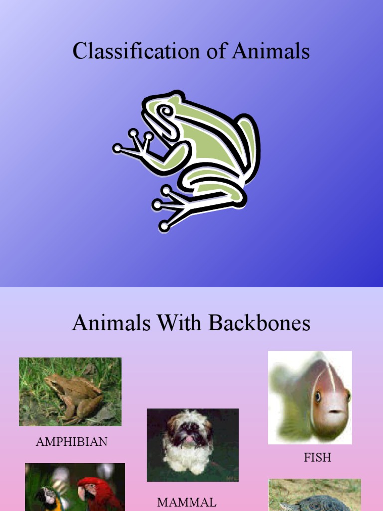Classification of animals(1).ppt | Invertebrate | Amphibian