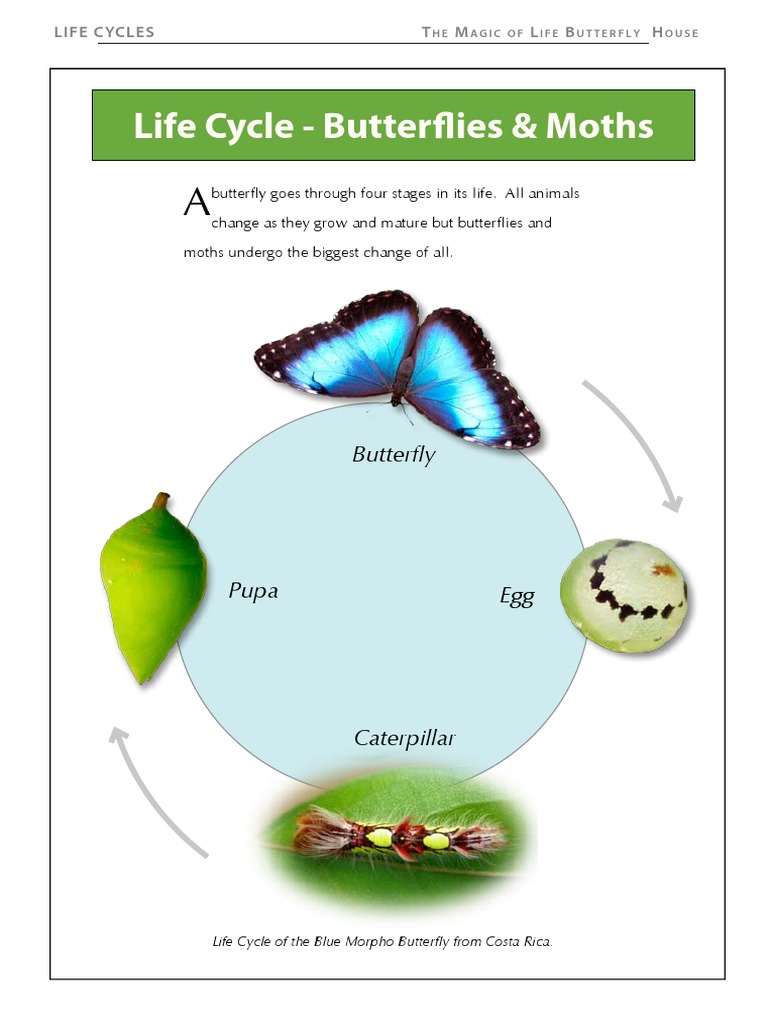 Life Cycles | Pupa | Butterfly