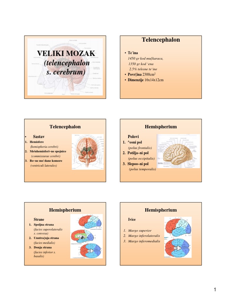 Telencephalon PDF | PDF