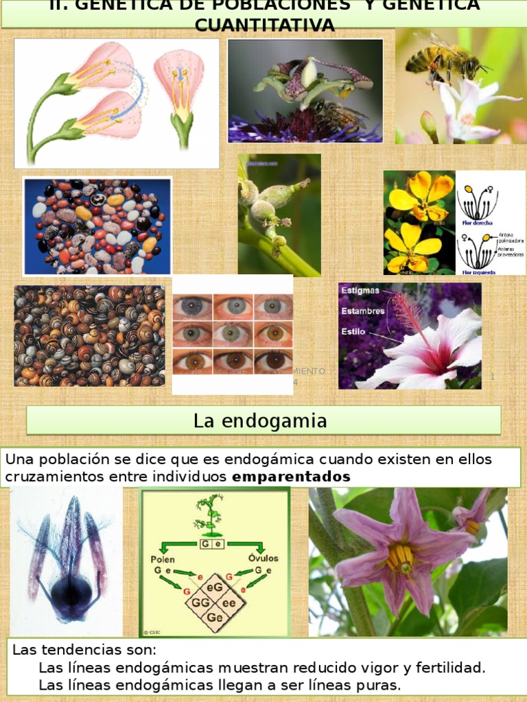 Exogamia, Endogamia y Polinizaciã“n | Interacciones biológicas ...