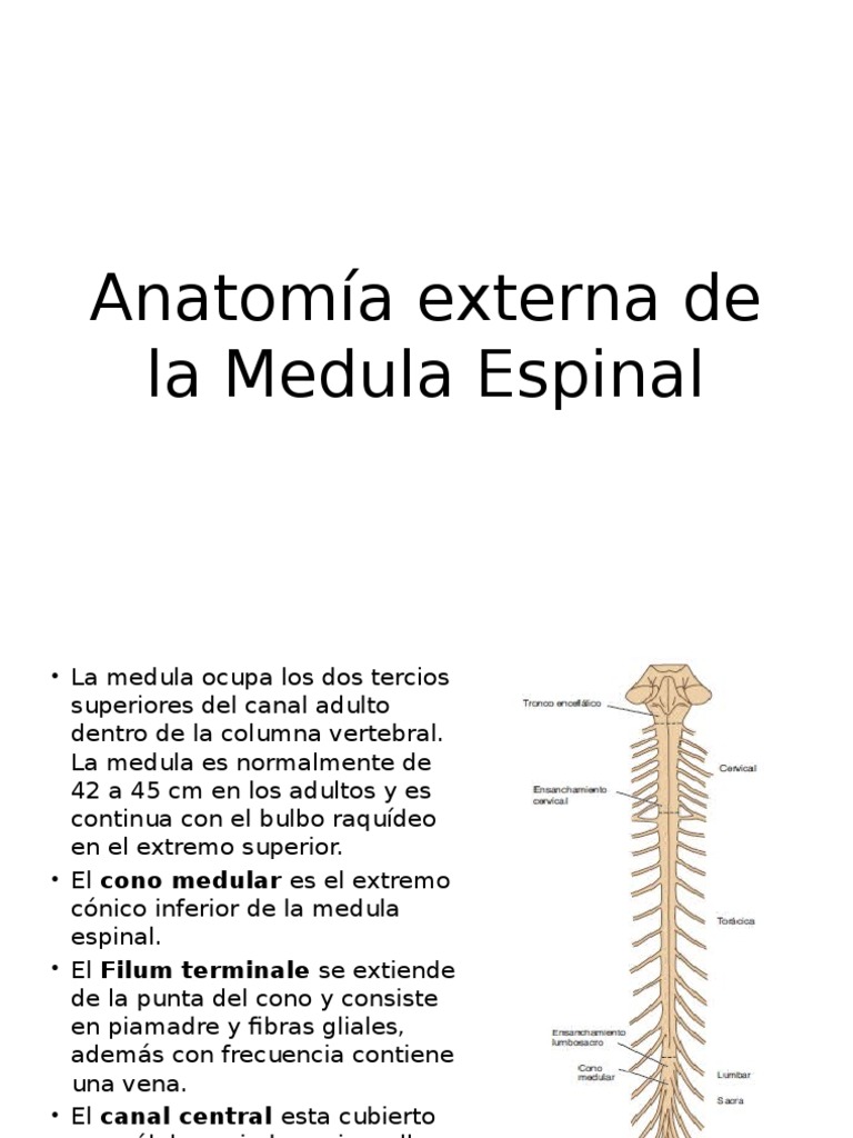 Anatomía Externa de La Medula Espinal | PDF | Médula espinal | Vértebra
