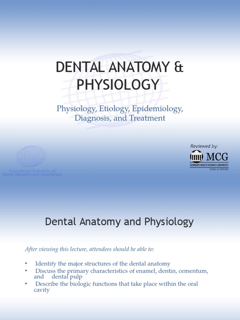 Dental Anatomy & Physiology | PDF | Human Tooth | Dentin