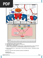 Intraperitoneal Ip Injection in Rats and Mice Sop | PDF | Injection ...
