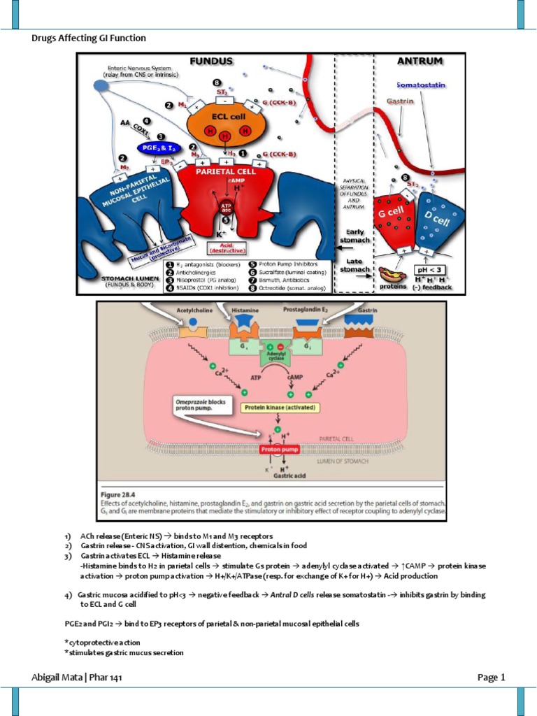Gastrointestinal Drugs | Stomach | Peptic Ulcer