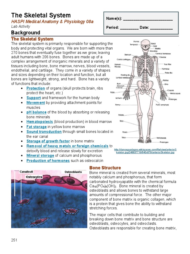 08a The Skelskeletal Systemetal System | PDF | Bone | Musculoskeletal ...