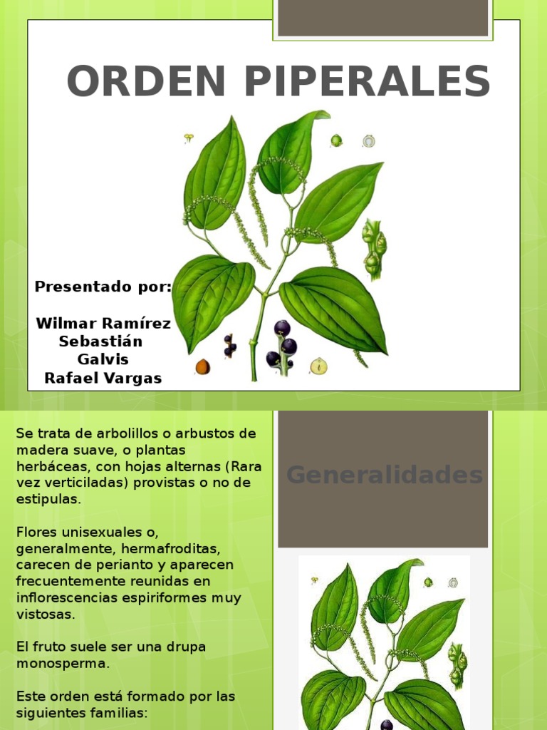 Características de la familia Piperaceae | PDF | Pimienta negra | Flores