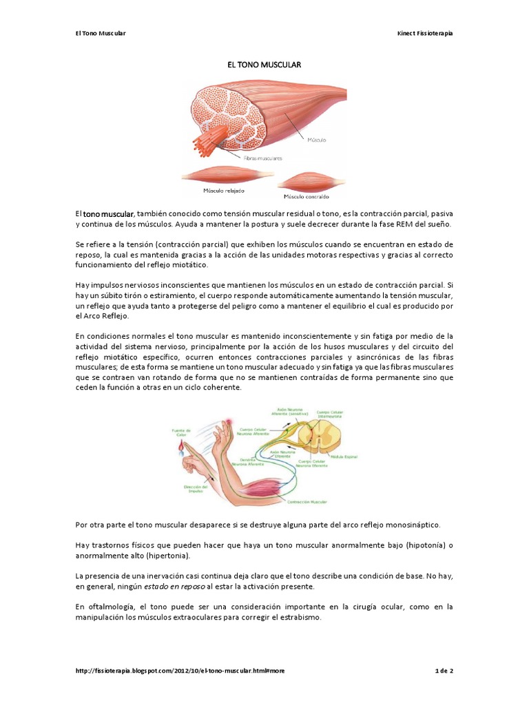 El Tono Muscular | Tejido (biología) | Anatomía de los primates
